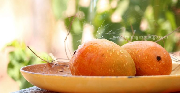 How to identify original Ratnagiri Alphonso Mango - Ratnagirimango.com